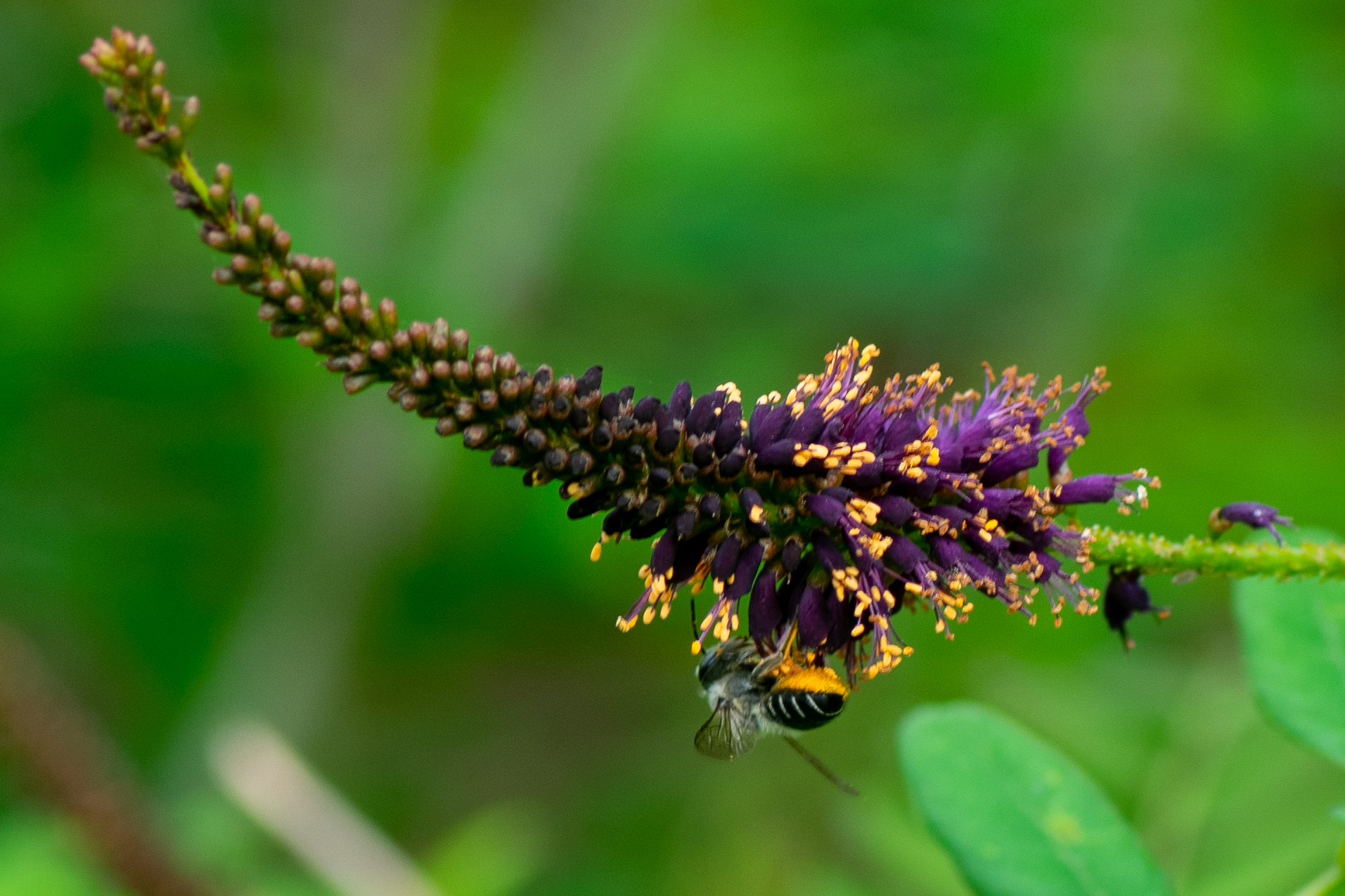 False Indigo-Bush – Sandhills Native Nursery