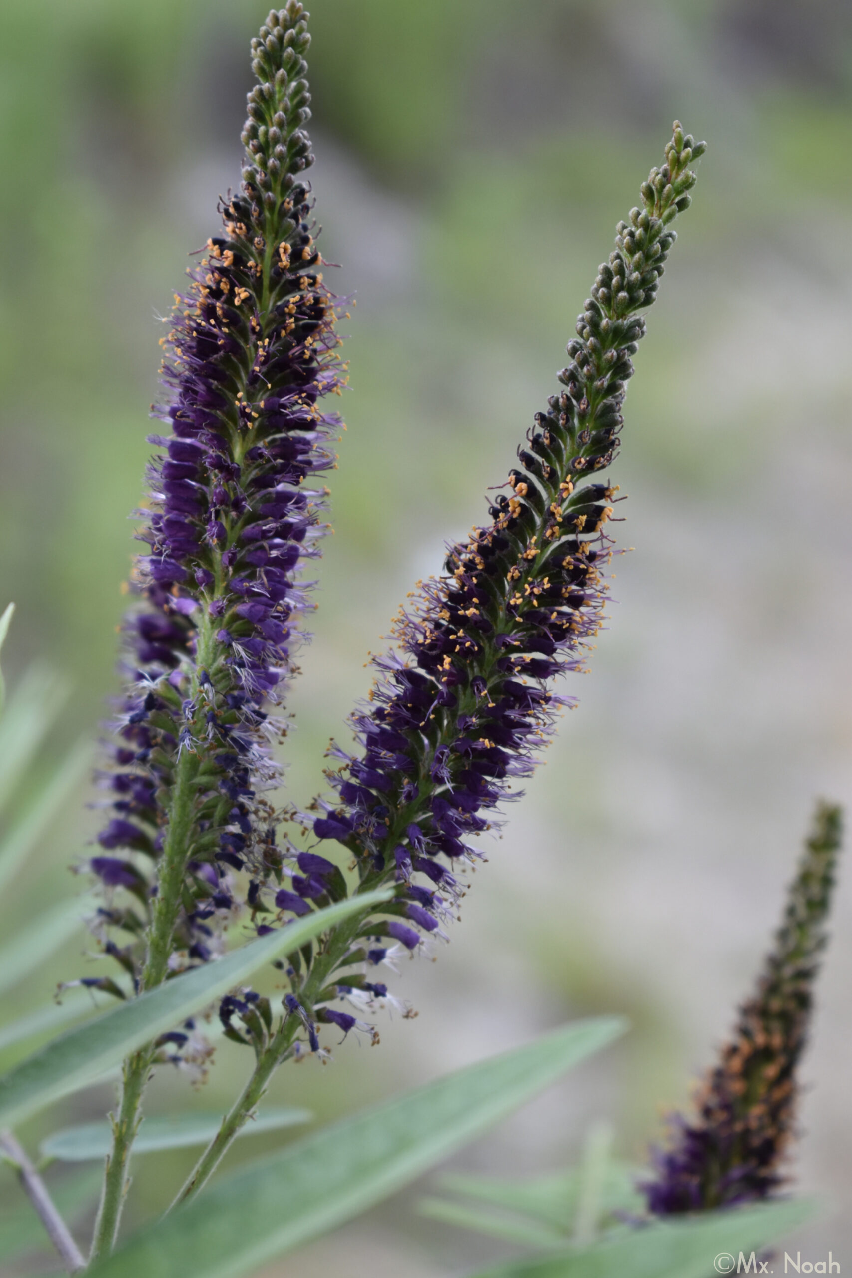 False Indigo-Bush – Sandhills Native Nursery