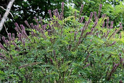False Indigo-Bush – Sandhills Native Nursery