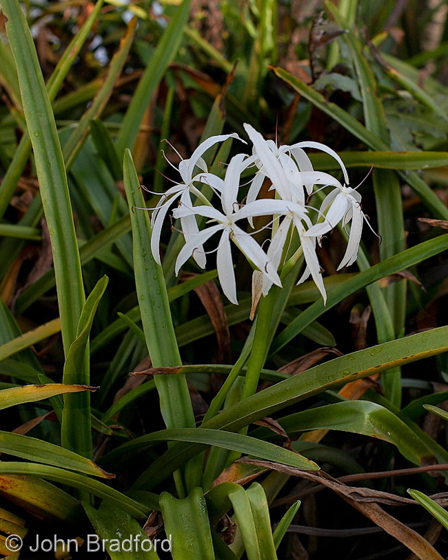 Swamp Lily – Sandhills Native Nursery
