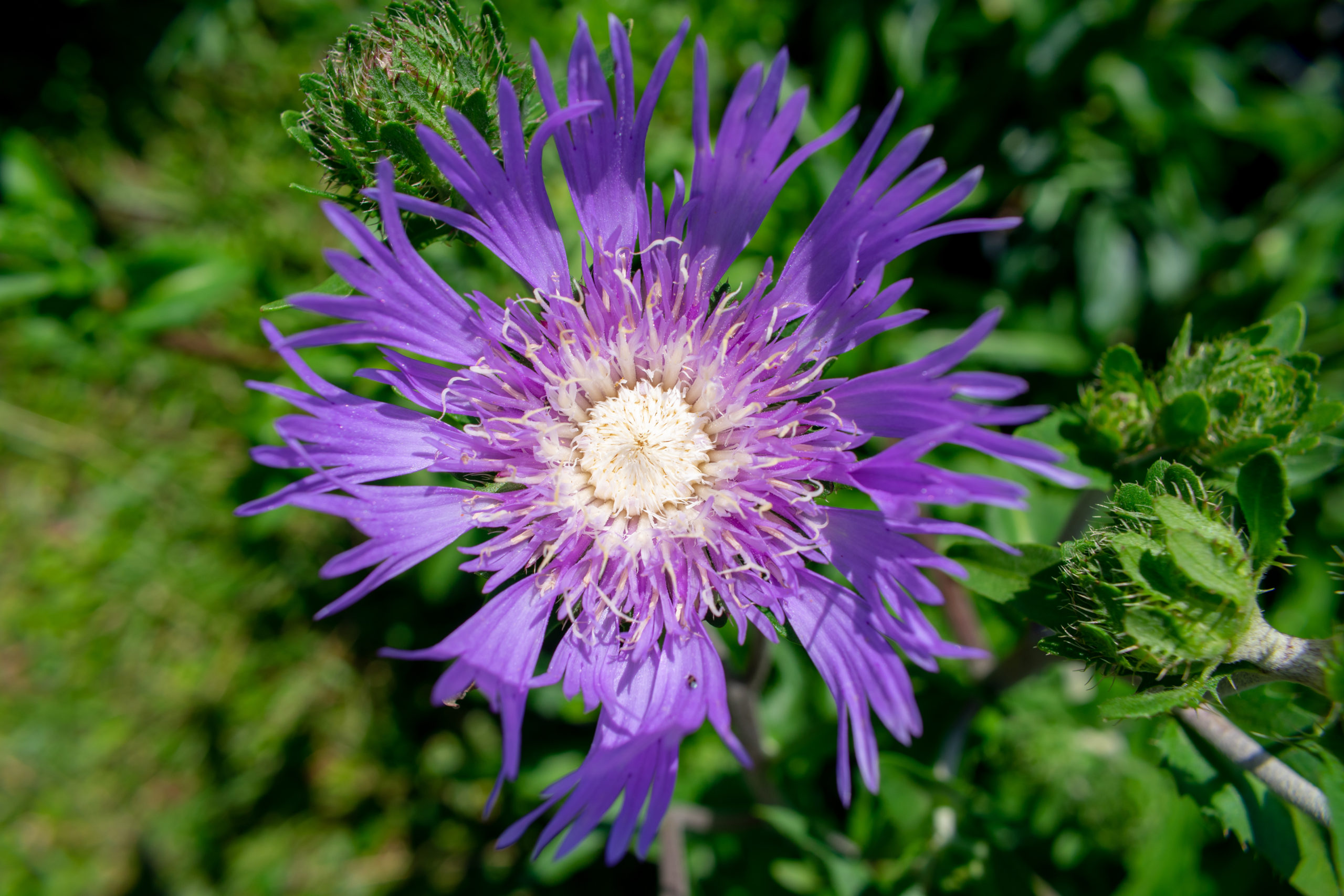 Stokes Aster – Sandhills Native Nursery