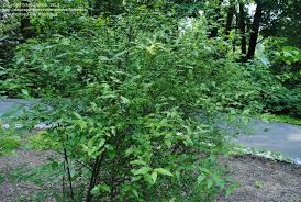 Strawberry Bush – Sandhills Native Nursery