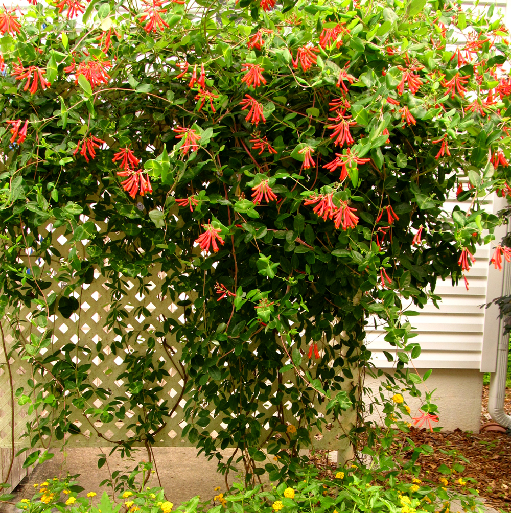 Coral Honeysuckle – Sandhills Native Nursery