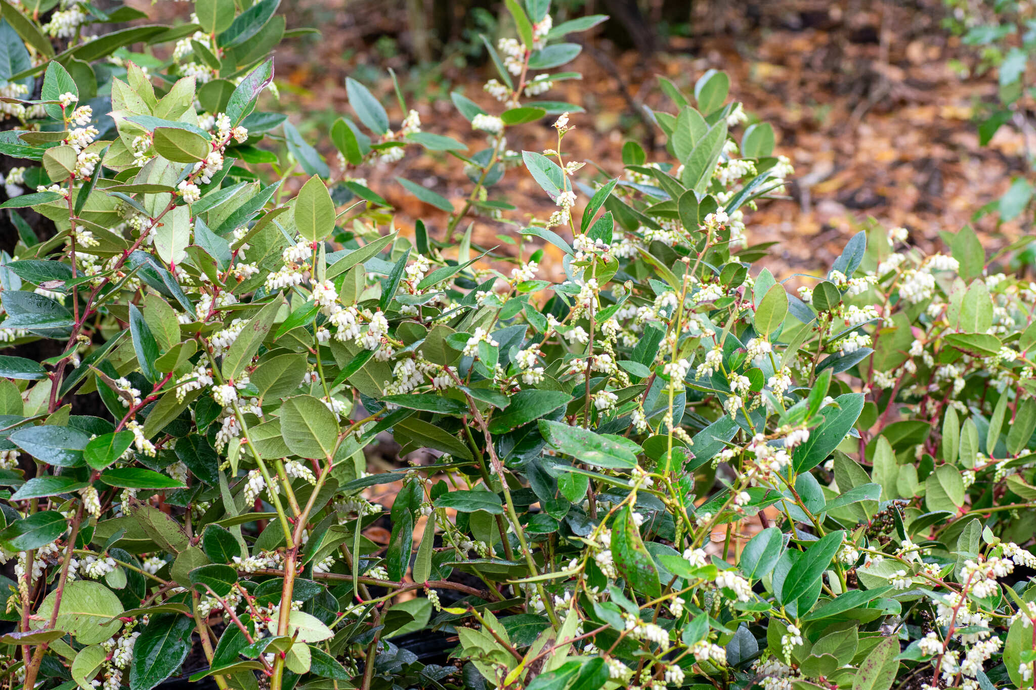 Coastal Dog-Hobble – Sandhills Native Nursery