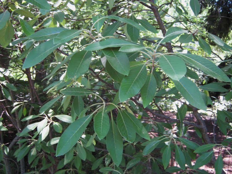 Corkwood – Sandhills Native Nursery