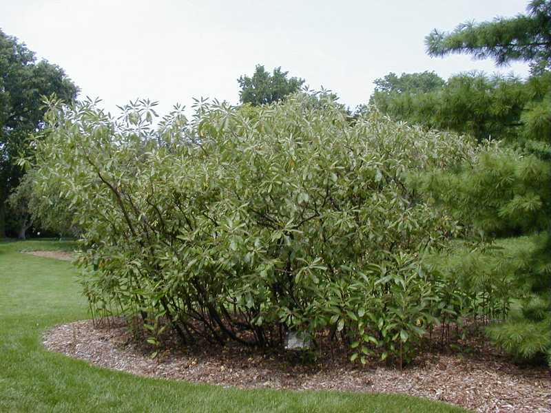 Corkwood – Sandhills Native Nursery
