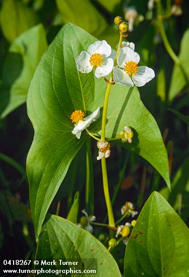 Duck Potato – Sandhills Native Nursery