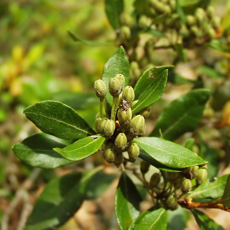 Rusty Lyonia – Sandhills Native Nursery