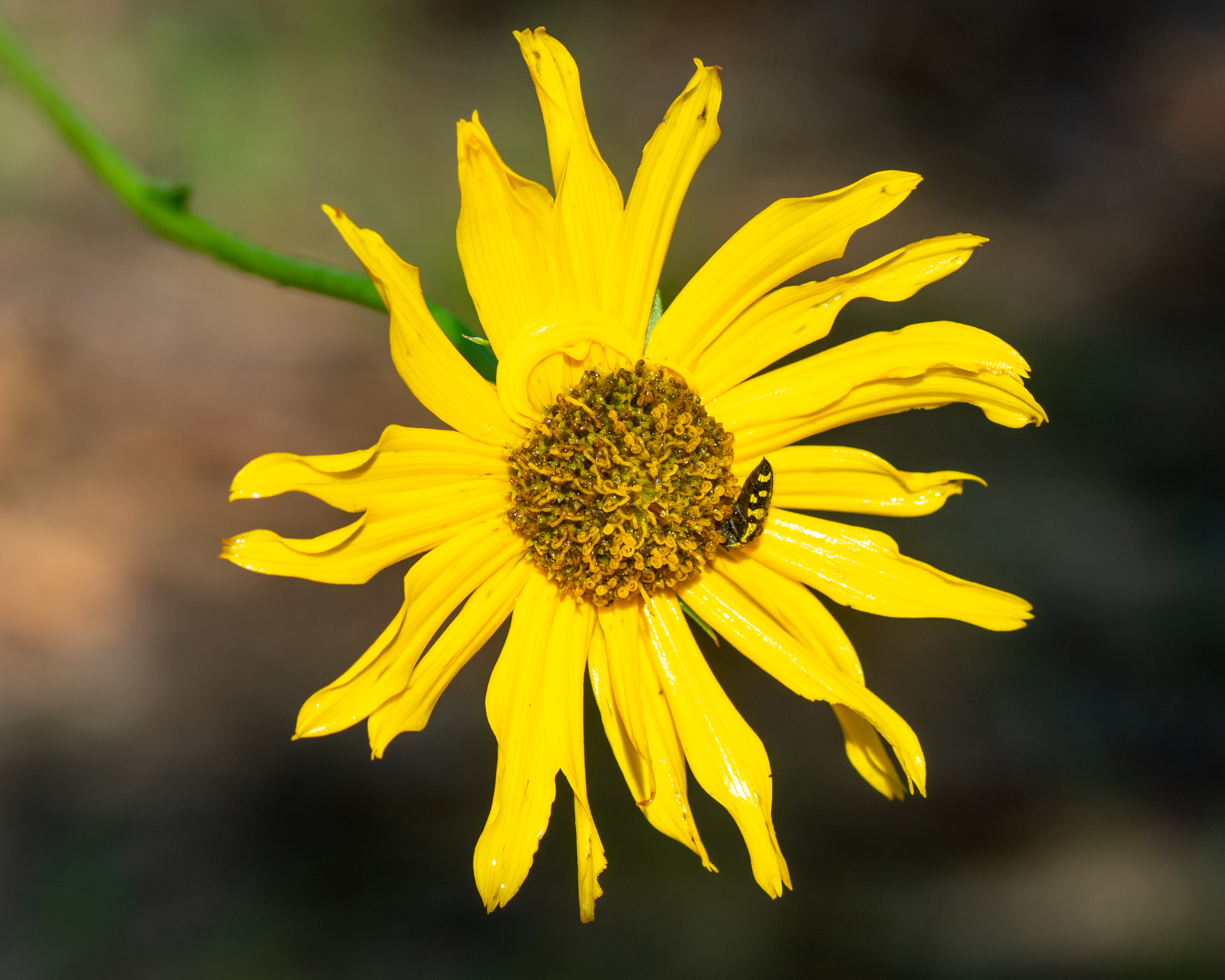 Plants – Page 7 – Sandhills Native Nursery