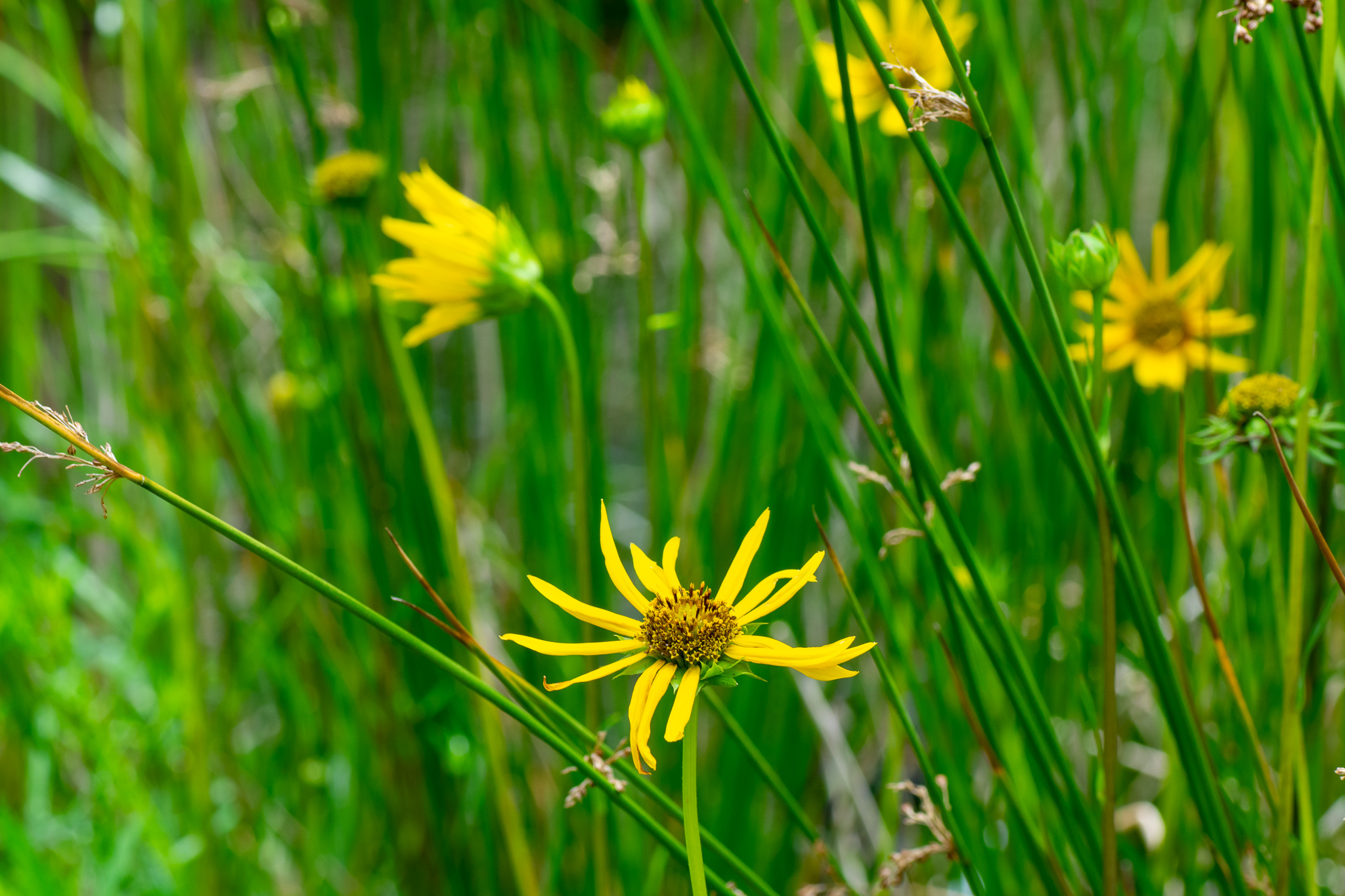 Lakeside Sunflower – Sandhills Native Nursery