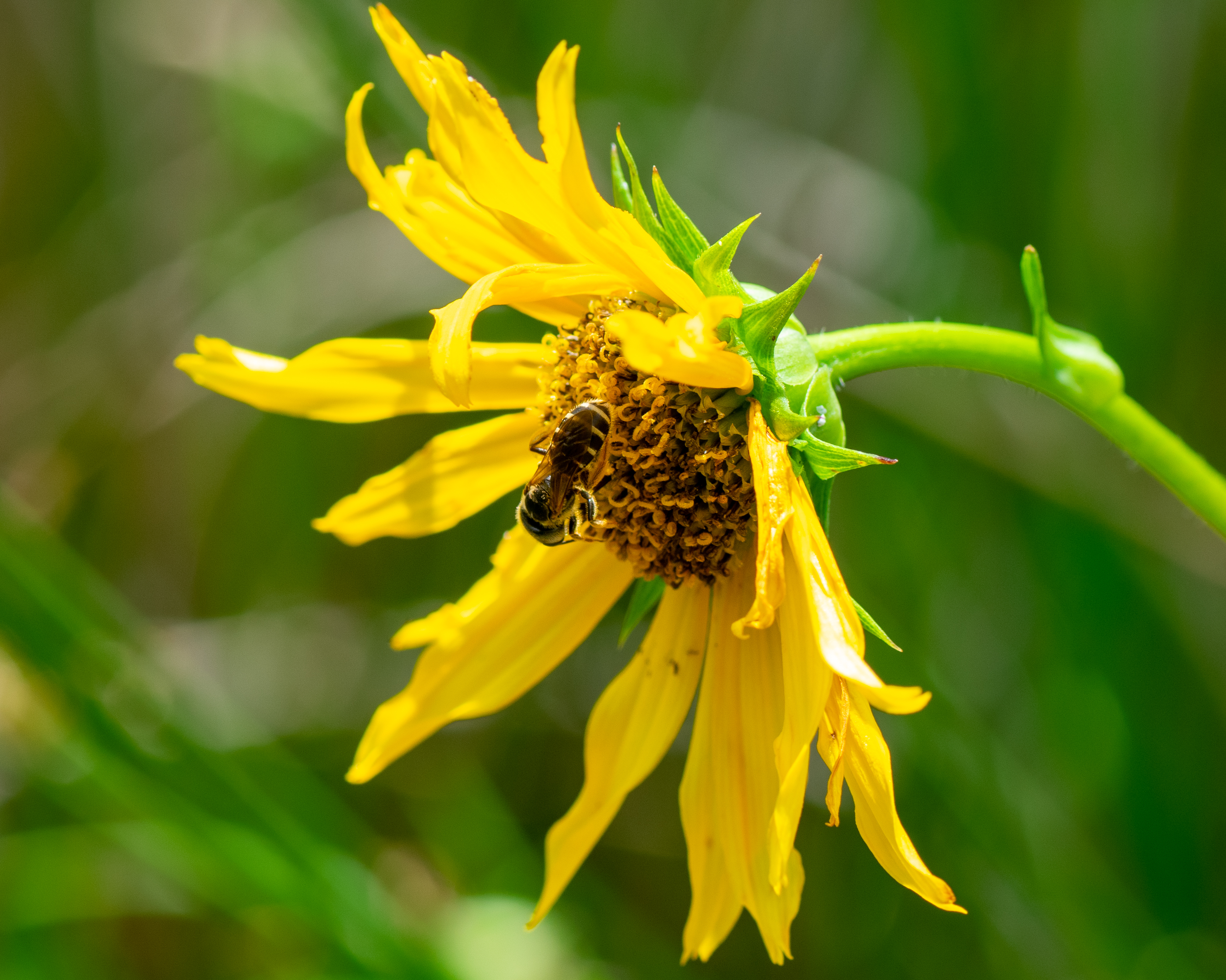 Lakeside Sunflower – Sandhills Native Nursery