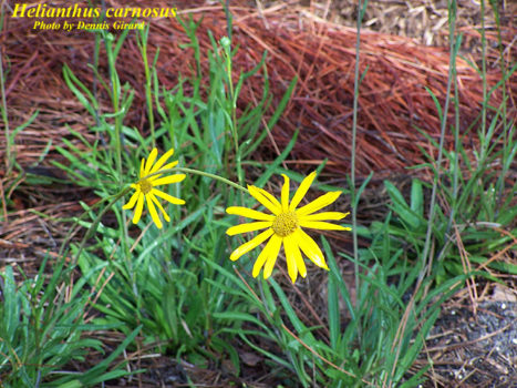 Lakeside Sunflower – Sandhills Native Nursery