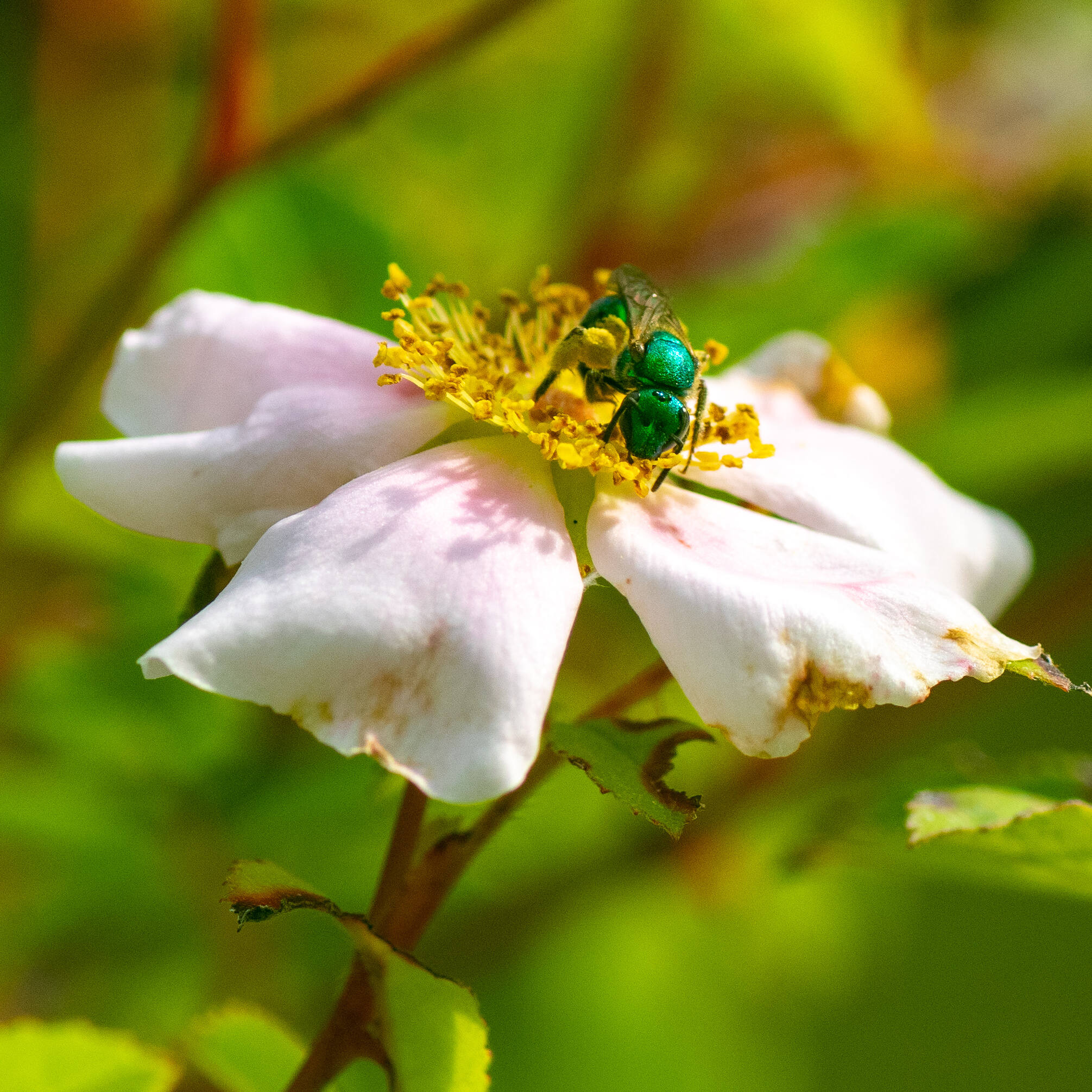 Swamp Rose – Sandhills Native Nursery
