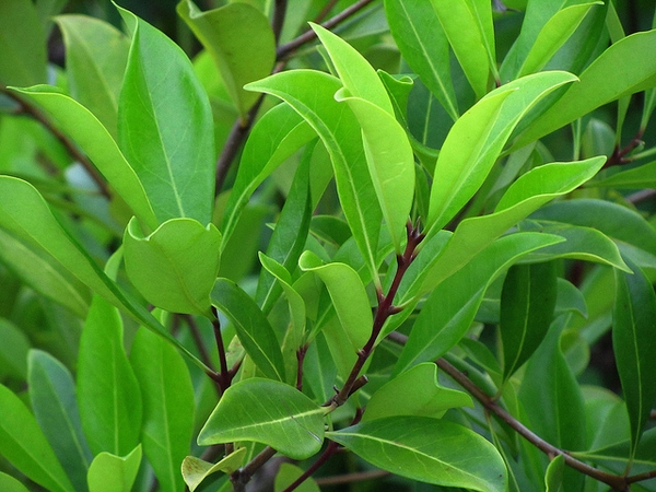 Wild Olive – Sandhills Native Nursery