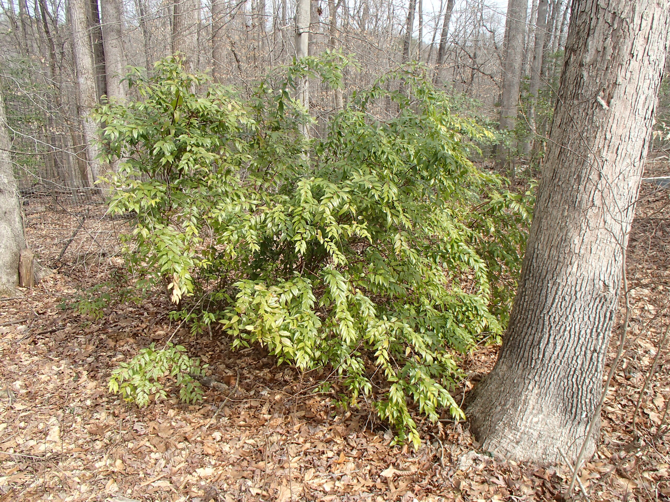 Florida Hobblebush – Sandhills Native Nursery