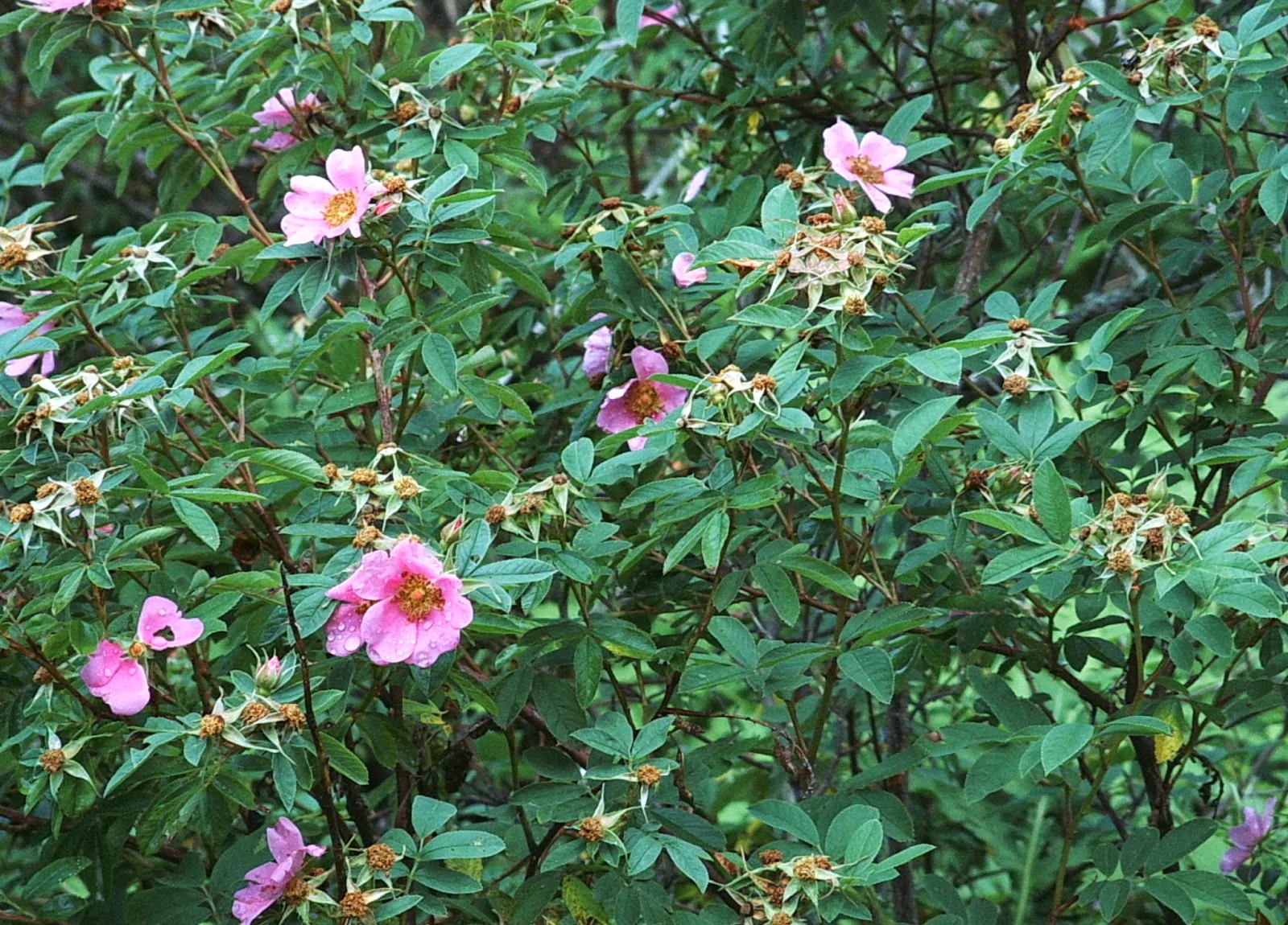 Swamp Rose – Sandhills Native Nursery
