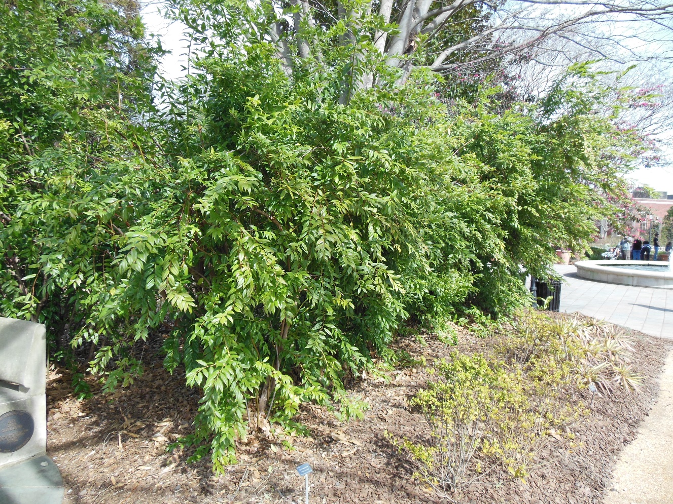 Florida Hobblebush – Sandhills Native Nursery