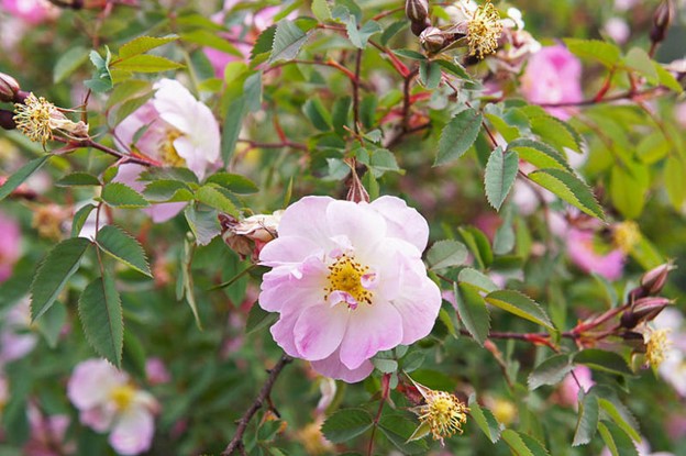 Swamp Rose – Sandhills Native Nursery