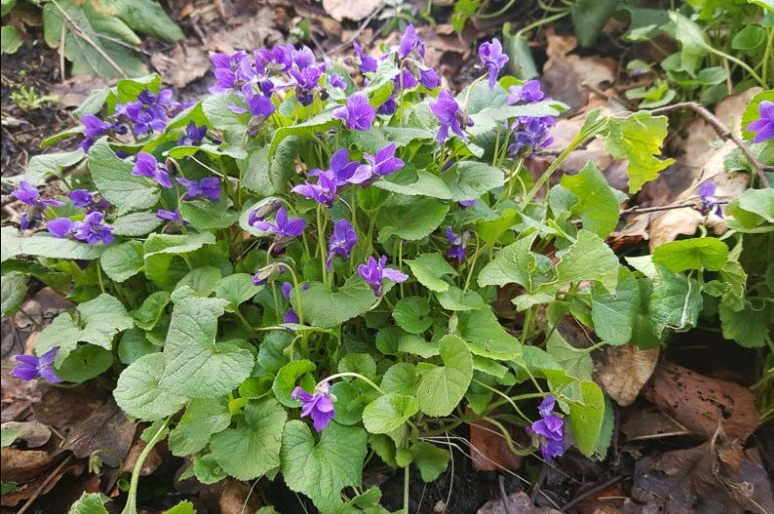 Florida Violet – Sandhills Native Nursery